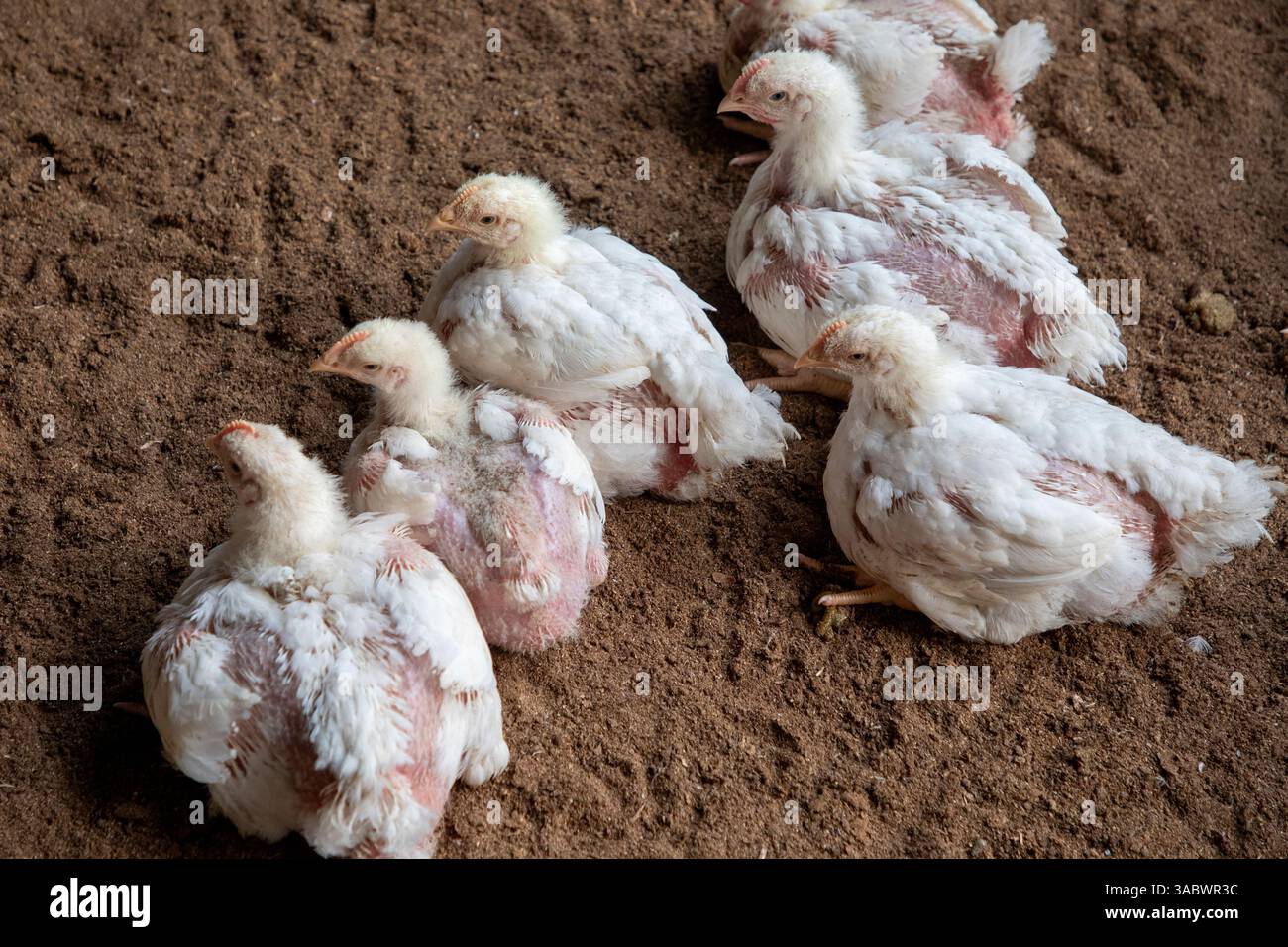 Broiler chickens inside a small poultry farm in Valuka, Mymensingh ...