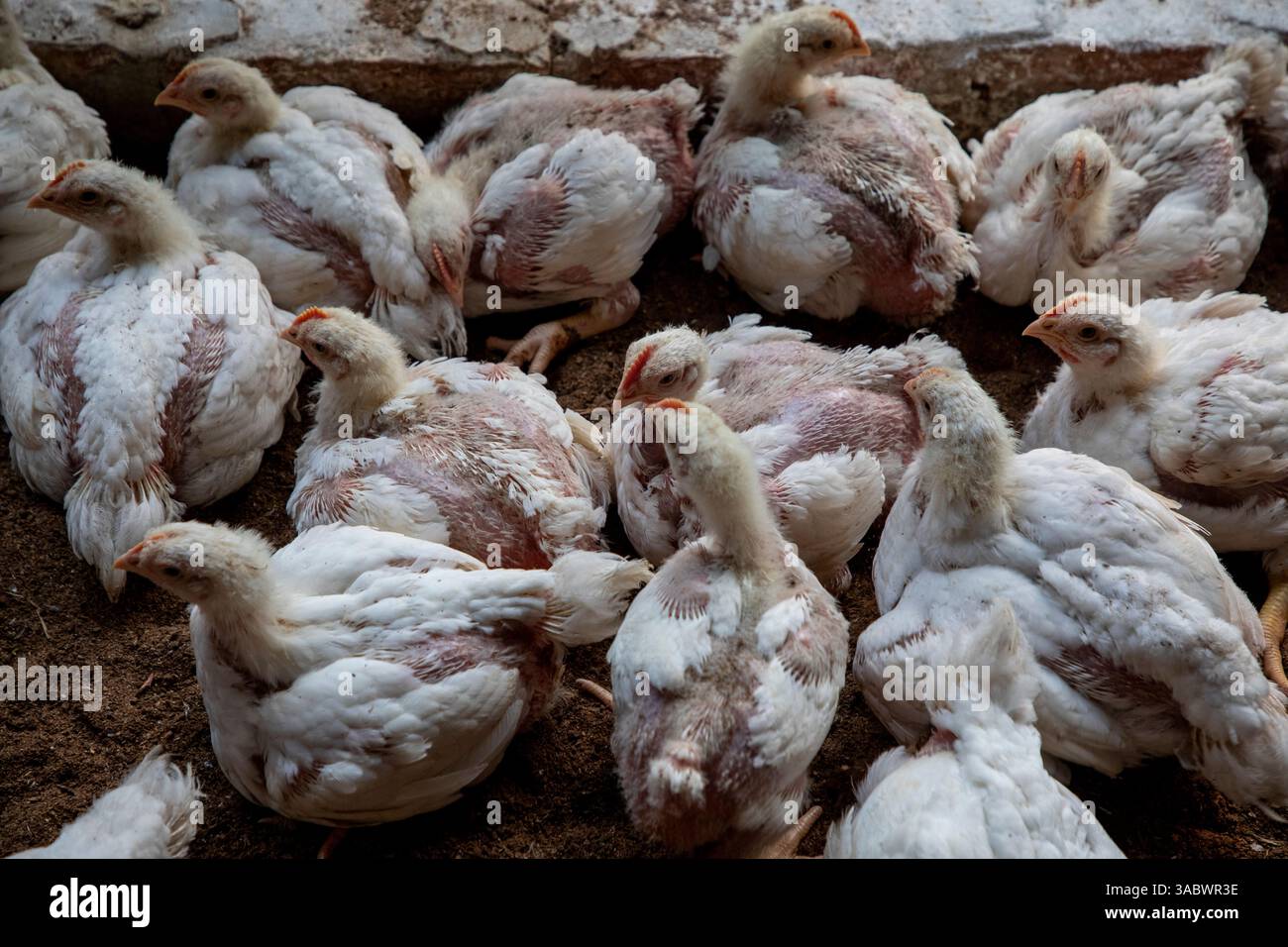 Broiler chickens inside a small poultry farm in Valuka, Mymensingh ...