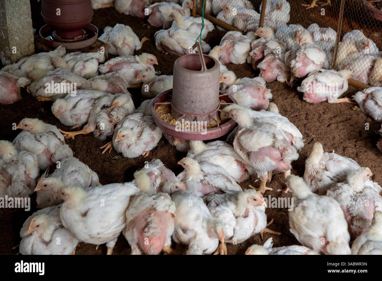 Broiler chickens inside a small poultry farm in Valuka, Mymensingh ...