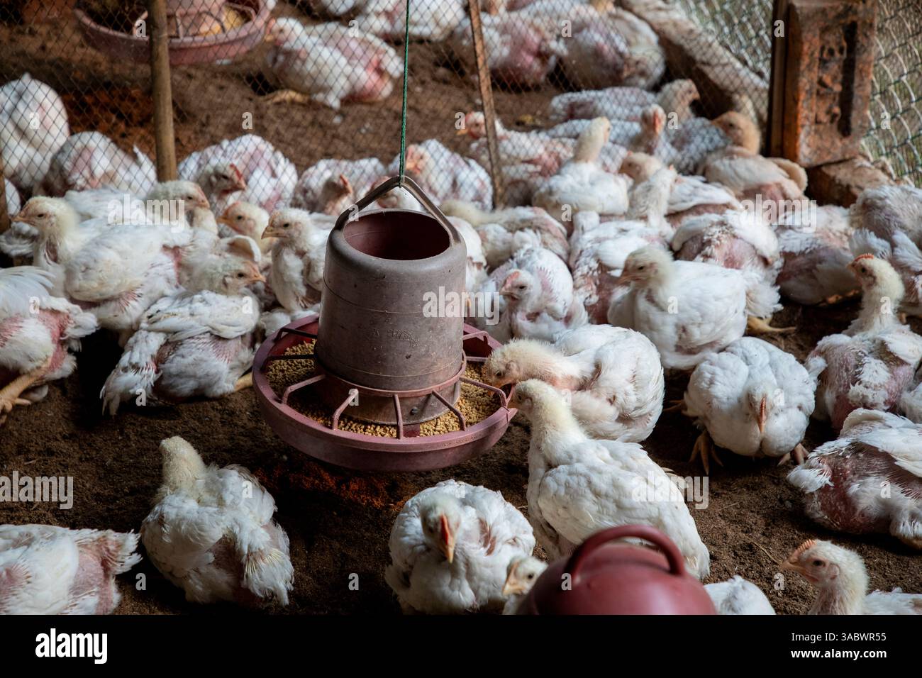 Broiler chickens inside a small poultry farm in Valuka, Mymensingh ...