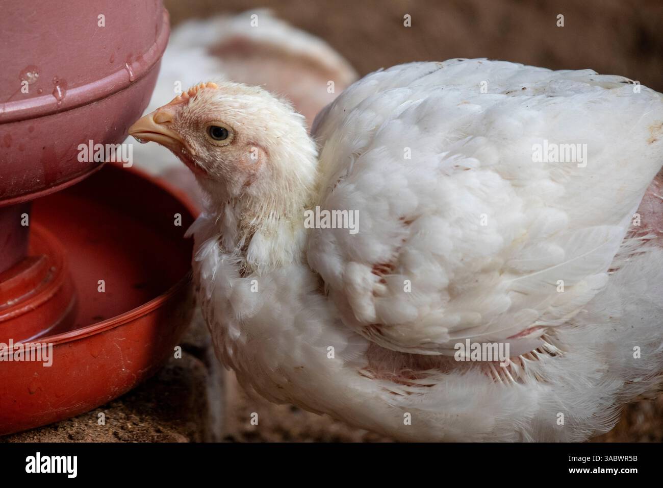 Broiler chickens inside a small poultry farm in Valuka, Mymensingh ...