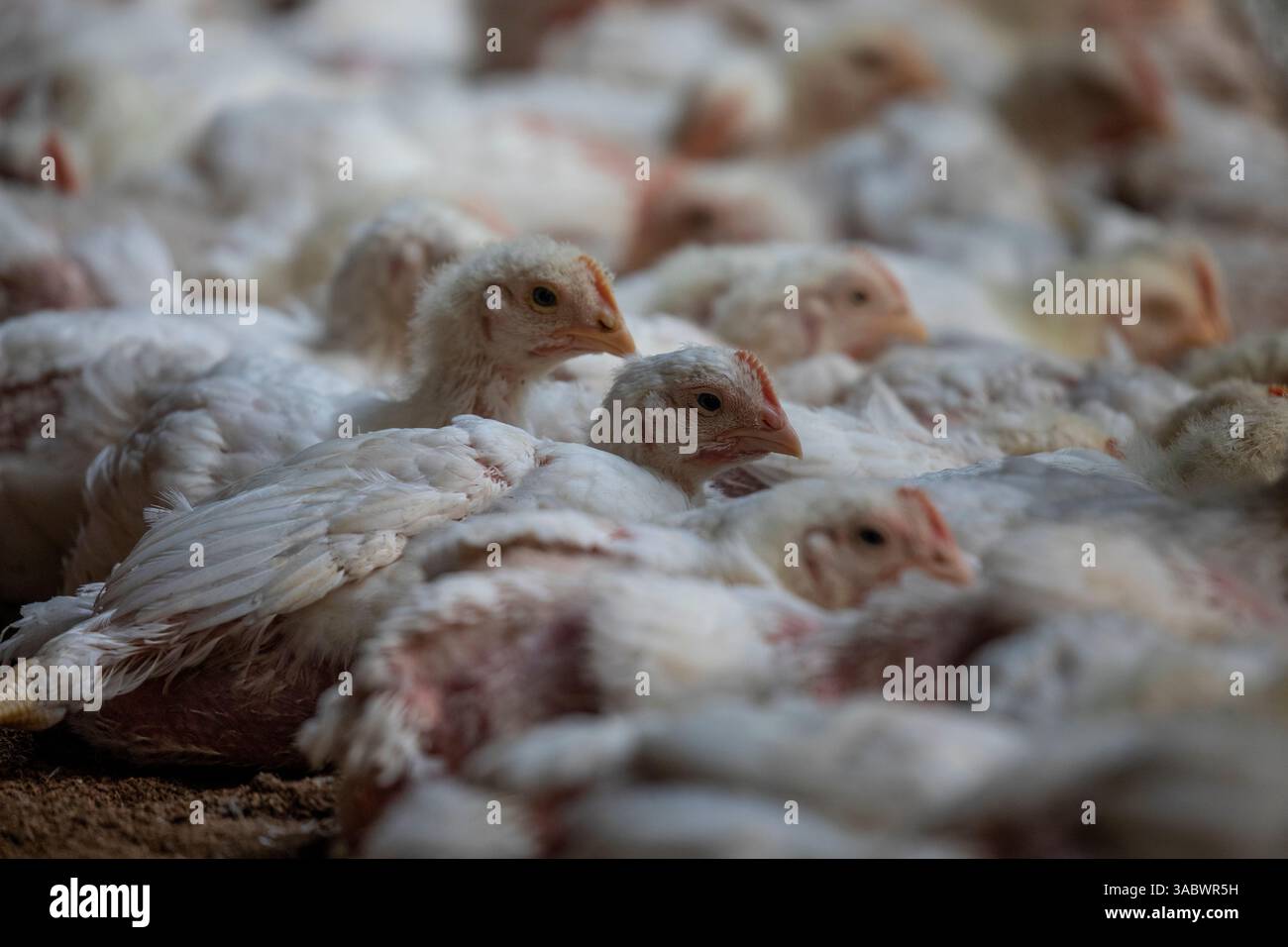 Broiler chickens inside a small poultry farm in Valuka, Mymensingh ...