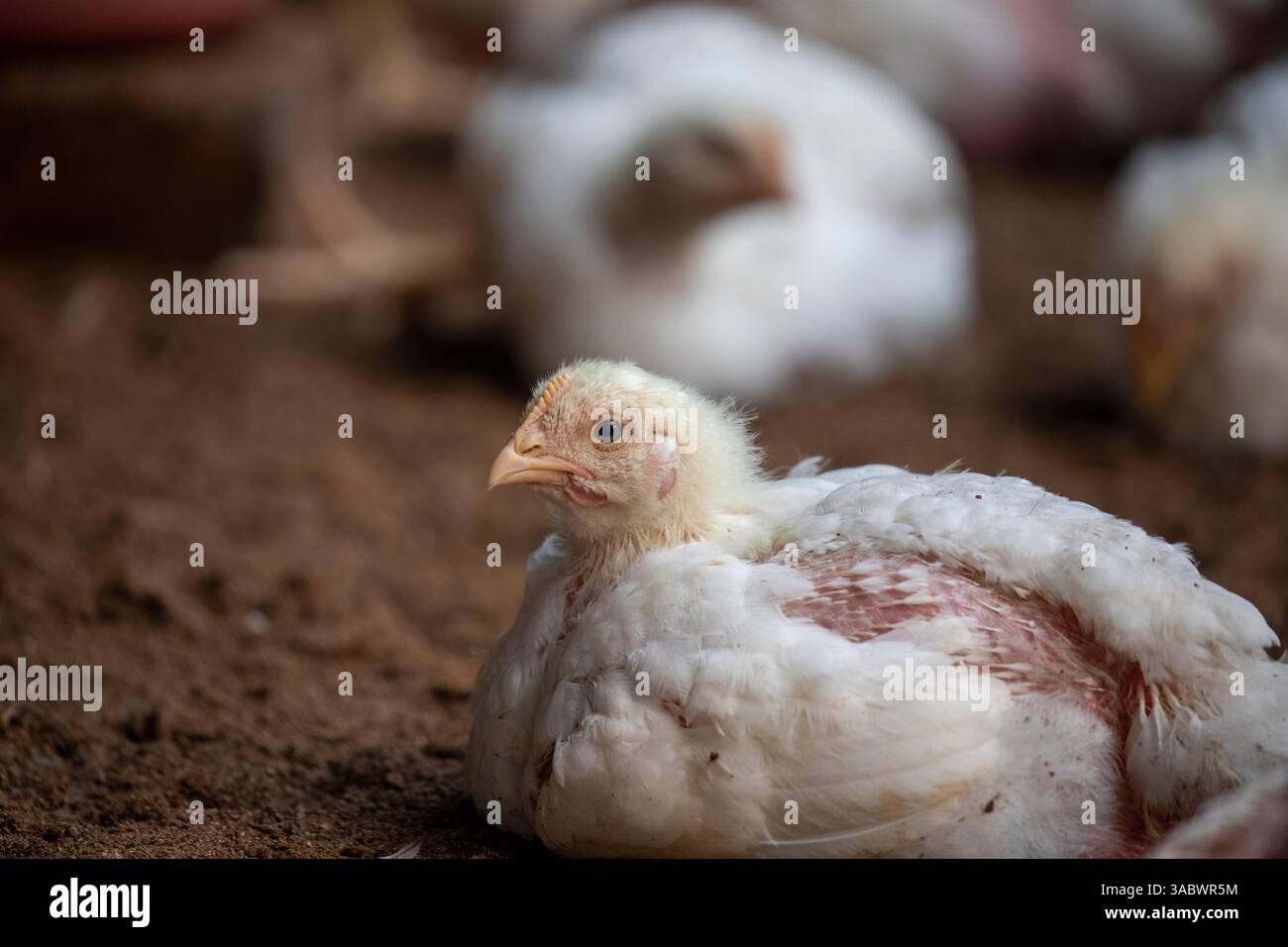 Broiler chickens inside a small poultry farm in Valuka, Mymensingh ...