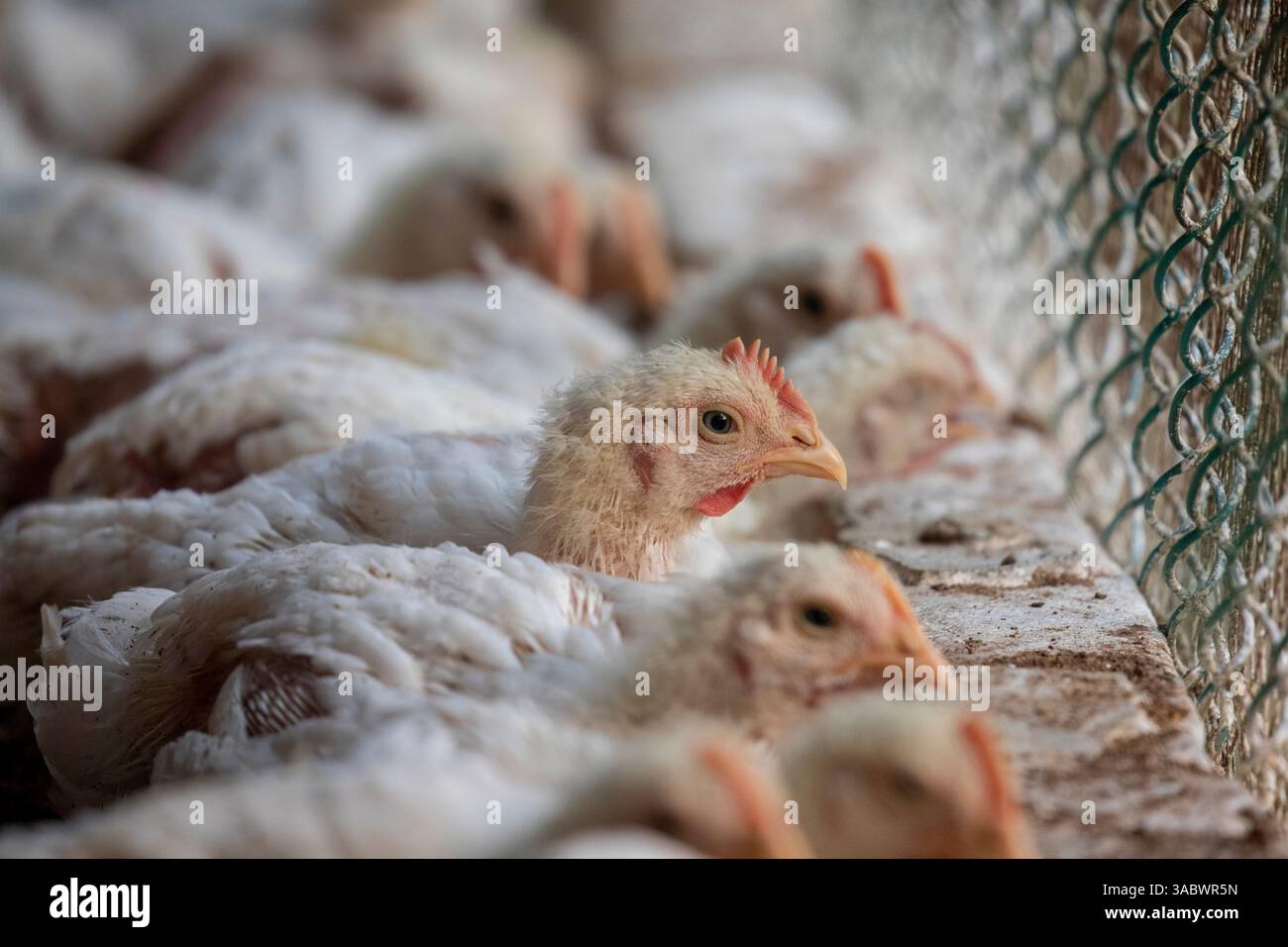 Broiler chickens inside a small poultry farm in Valuka, Mymensingh ...