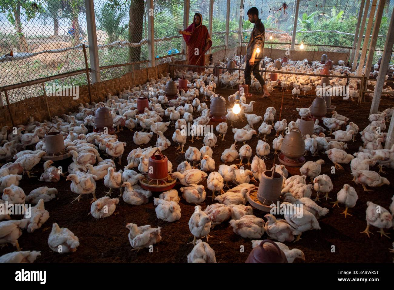 A woman working inside her poultry farm in Valuka, Mymensingh, Bangladesh Stock Photo - Alamy