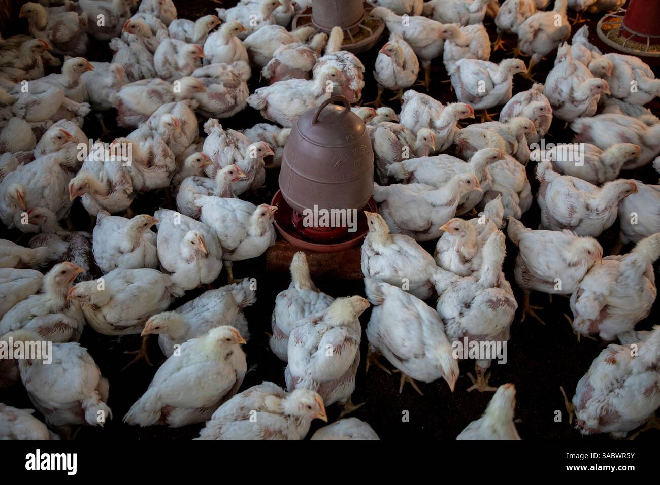 Broiler chickens inside a small poultry farm in Valuka, Mymensingh ...