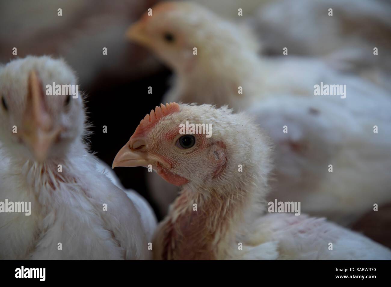 Broiler chickens inside a small poultry farm in Valuka, Mymensingh ...