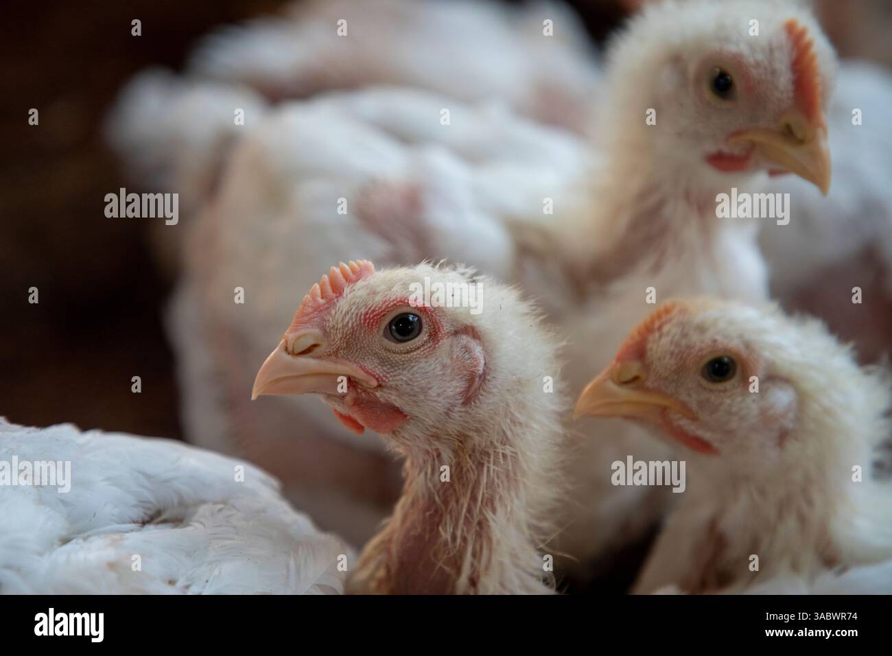 Broiler chickens inside a small poultry farm in Valuka, Mymensingh ...