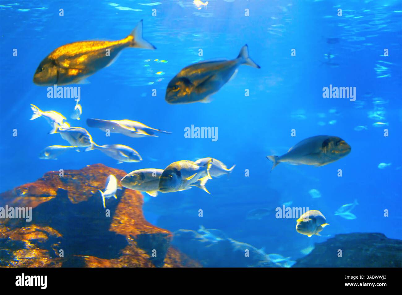 Vibrant underwater scene features a diverse group of fish swimming in a ...