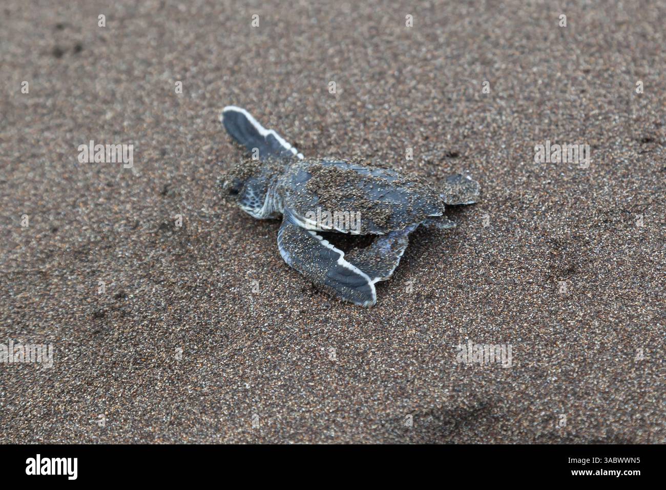 A baby green turtle (Chelonia mydas) crawling to the ocean on the beach ...
