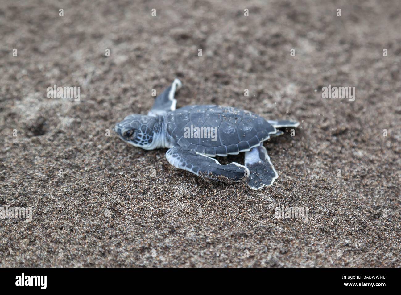 A baby green turtle (Chelonia mydas) crawling to the ocean on the beach ...