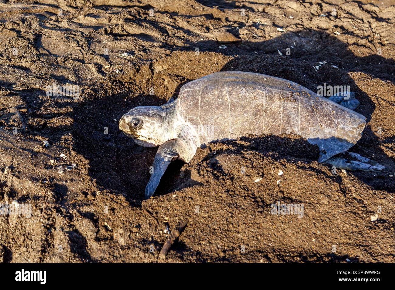 An olive ridley (Lepidochelys olivacea) sea turtle digging an fake ...