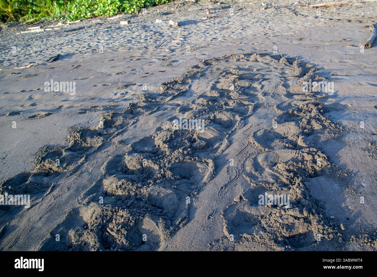 Sea turtle tracks on the beach at Tortuguero National Park in Costa ...