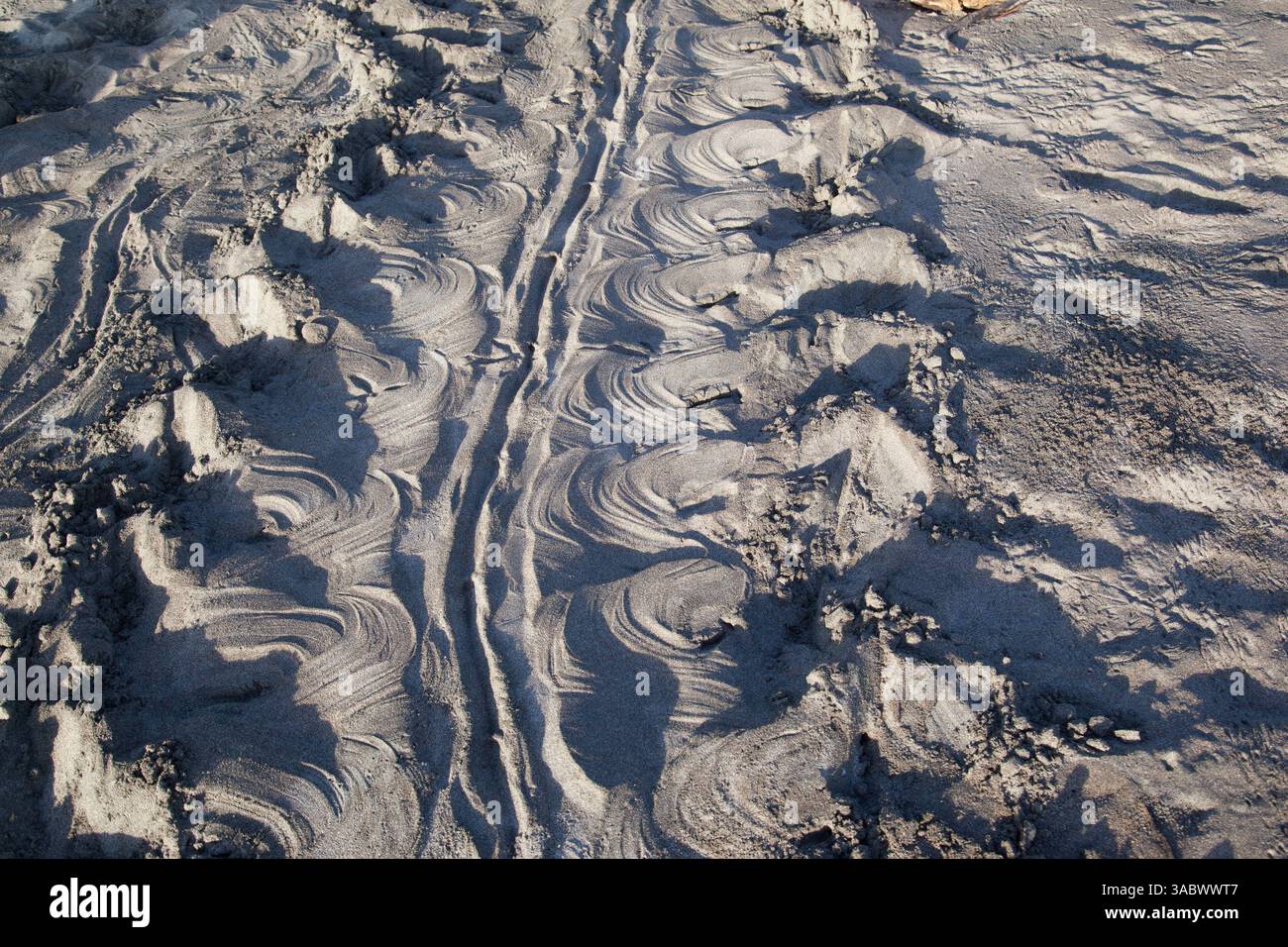 Sea turtle tracks on the beach at Tortuguero National Park in Costa ...