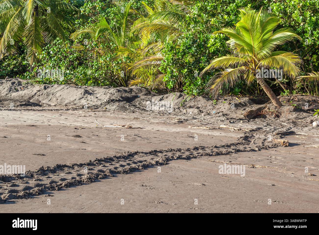 Sea turtle tracks on the beach at Tortuguero National Park in Costa ...
