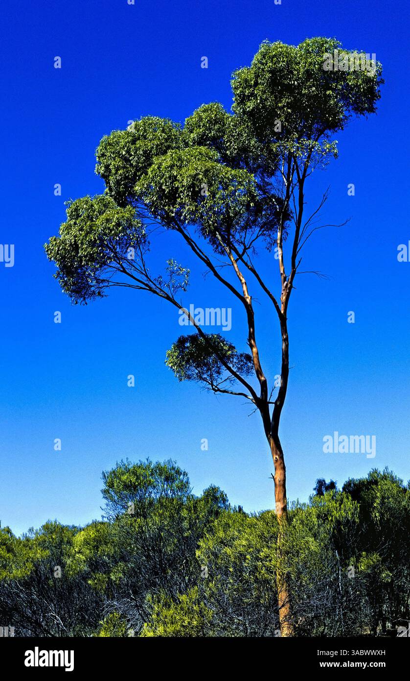 Salmon Gum tree ( Eucalyptus salmonophloia ), Southwest Australia Stock ...