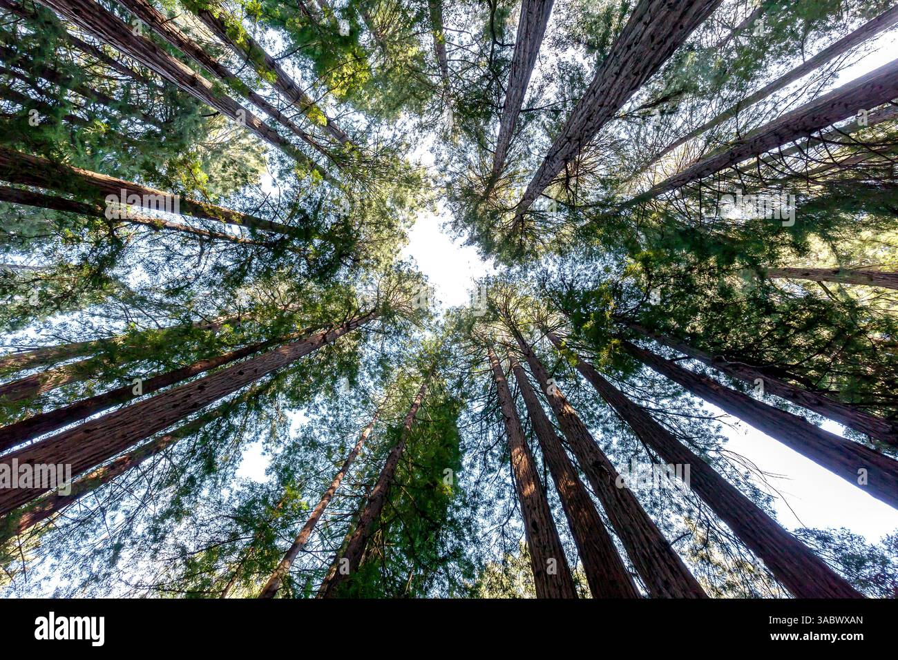 Redwood trees in Muir Woods National Monument in Marin County ...