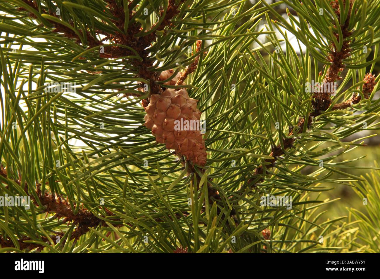 Lodgepole Pine (Pinus contorta) cone in Beartooth Mountains, Montana ...