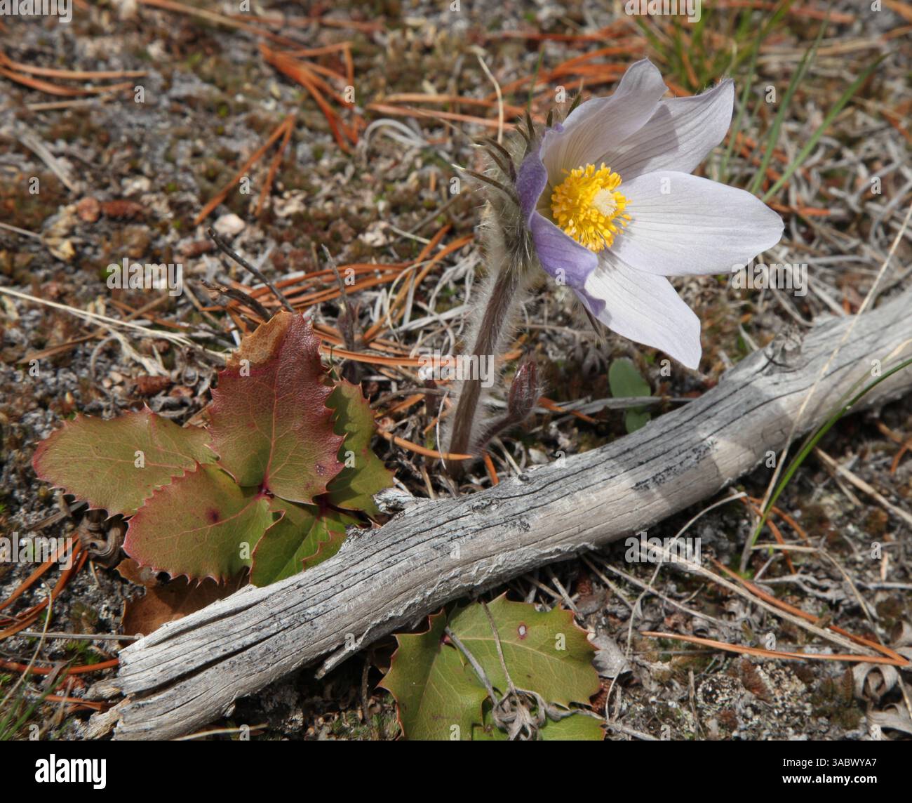 Creeping Oregon Grape (Berberis repens) leaves and Pasqueflower ...