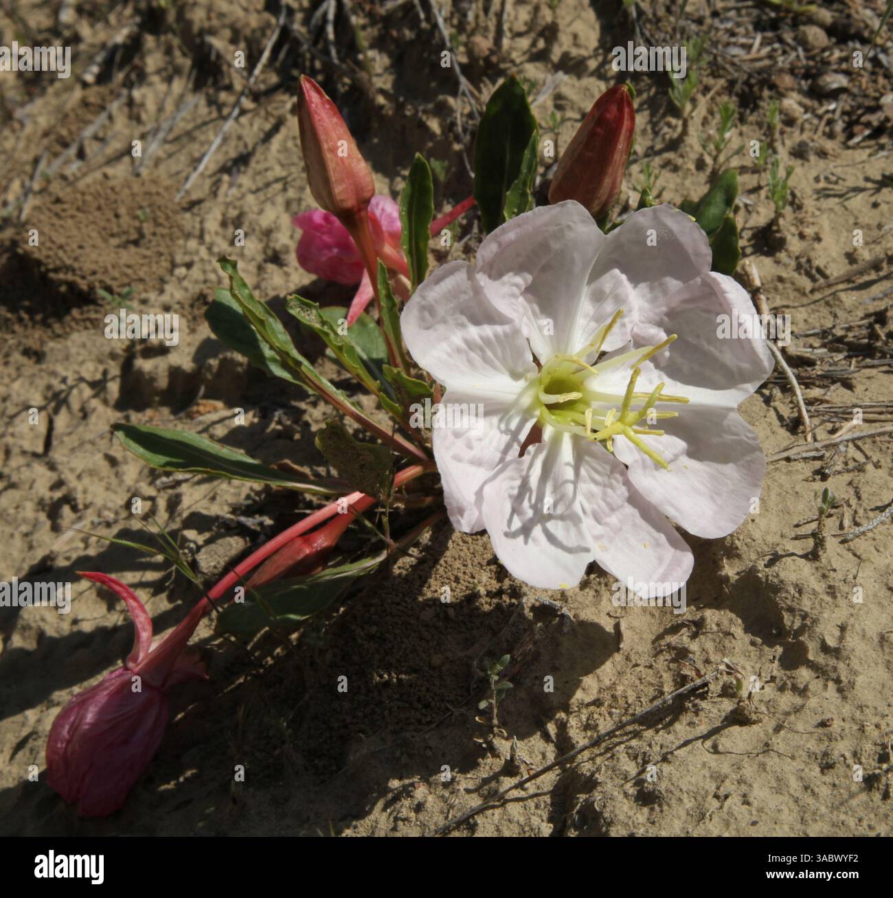 Primrose (Oenothera) white wildflower in Weatherman Draw, Montana Stock ...