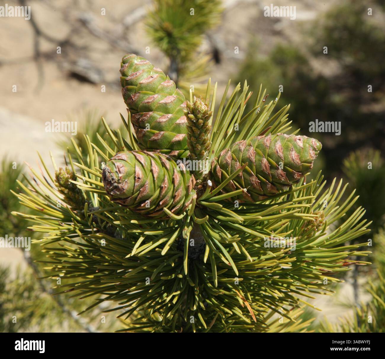 Limber Pine (Pinus flexilis) cones in Weatherman Draw, Montana Stock ...