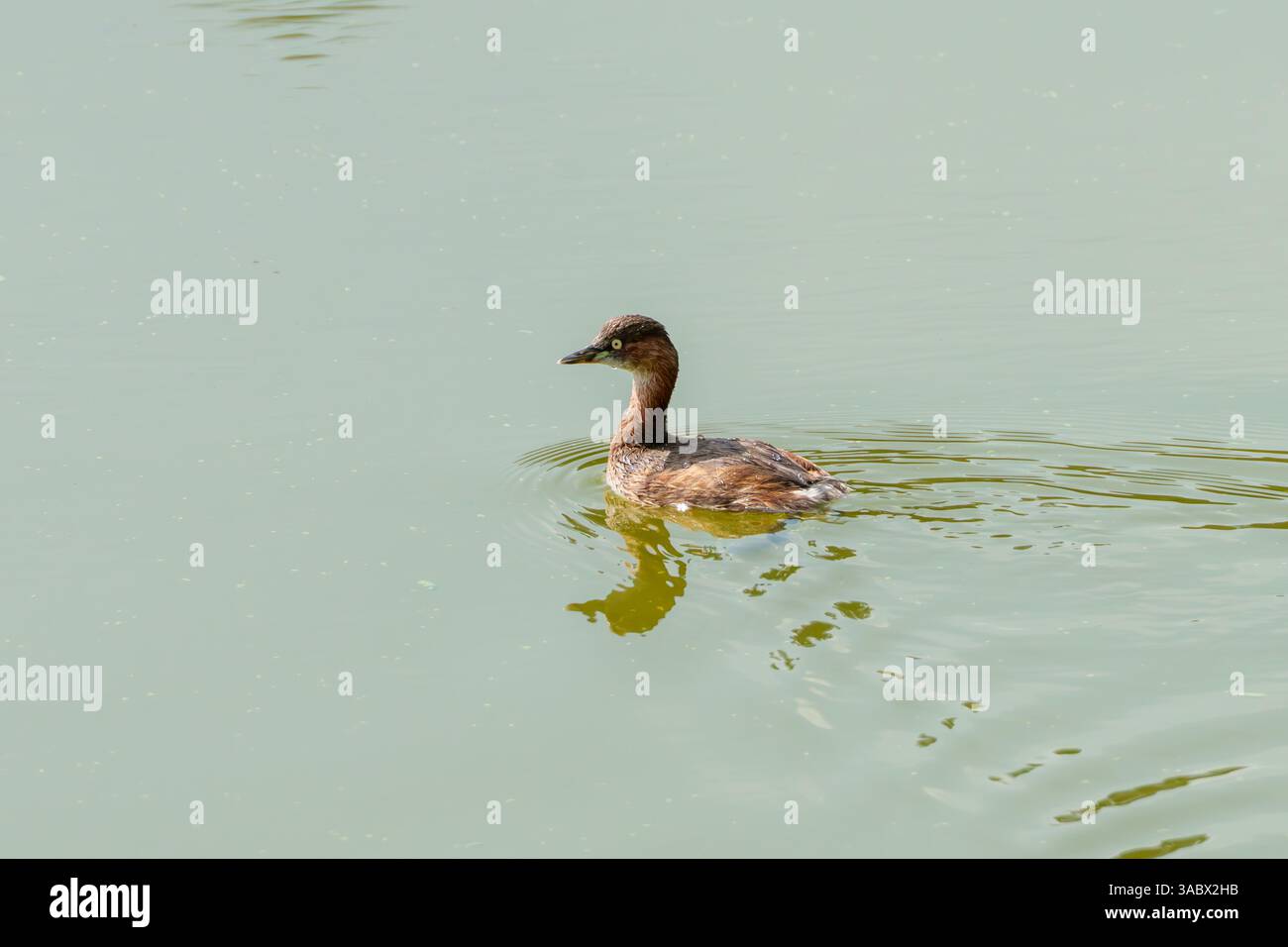 A small duck in the water Stock Photo - Alamy