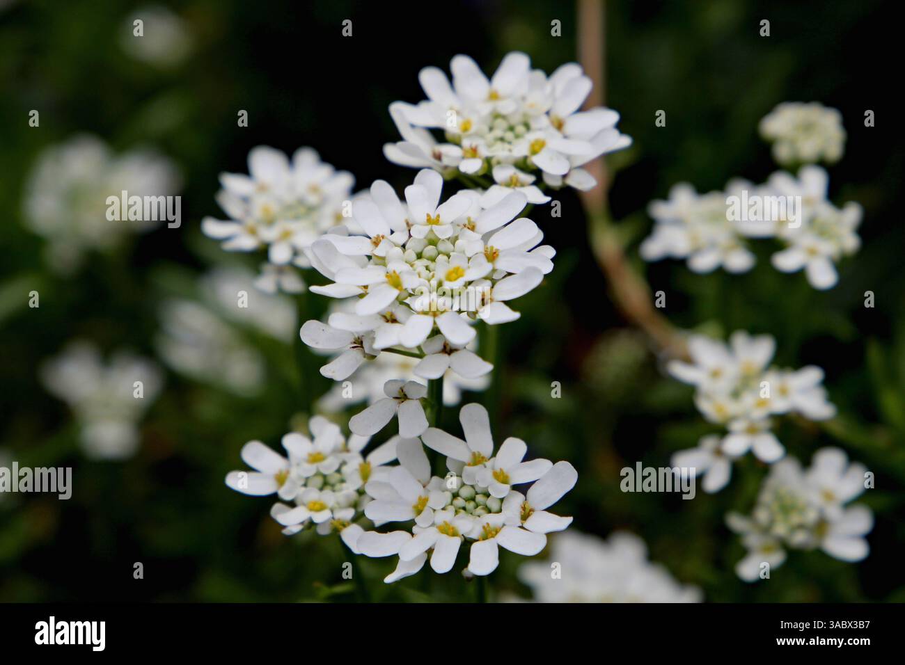 White flowers in bloom for spring Stock Photo - Alamy