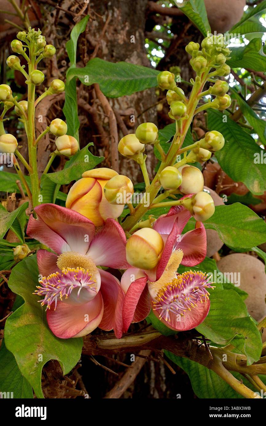 The Cannonball tree, Couroupita guianensis, has hooded flowers ...