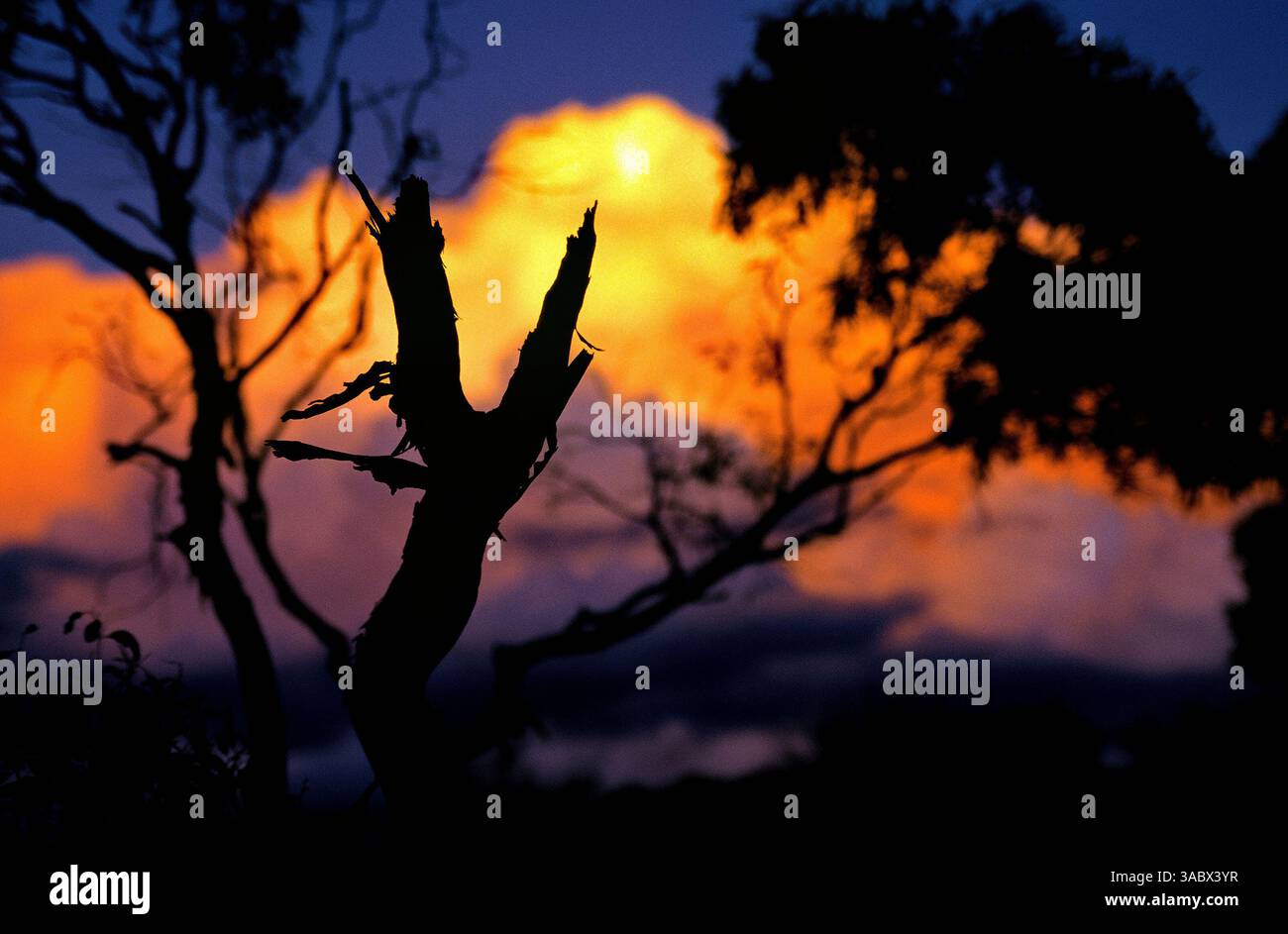 Salmon Gum tree branch at sunset, Western Australia Stock Photo - Alamy