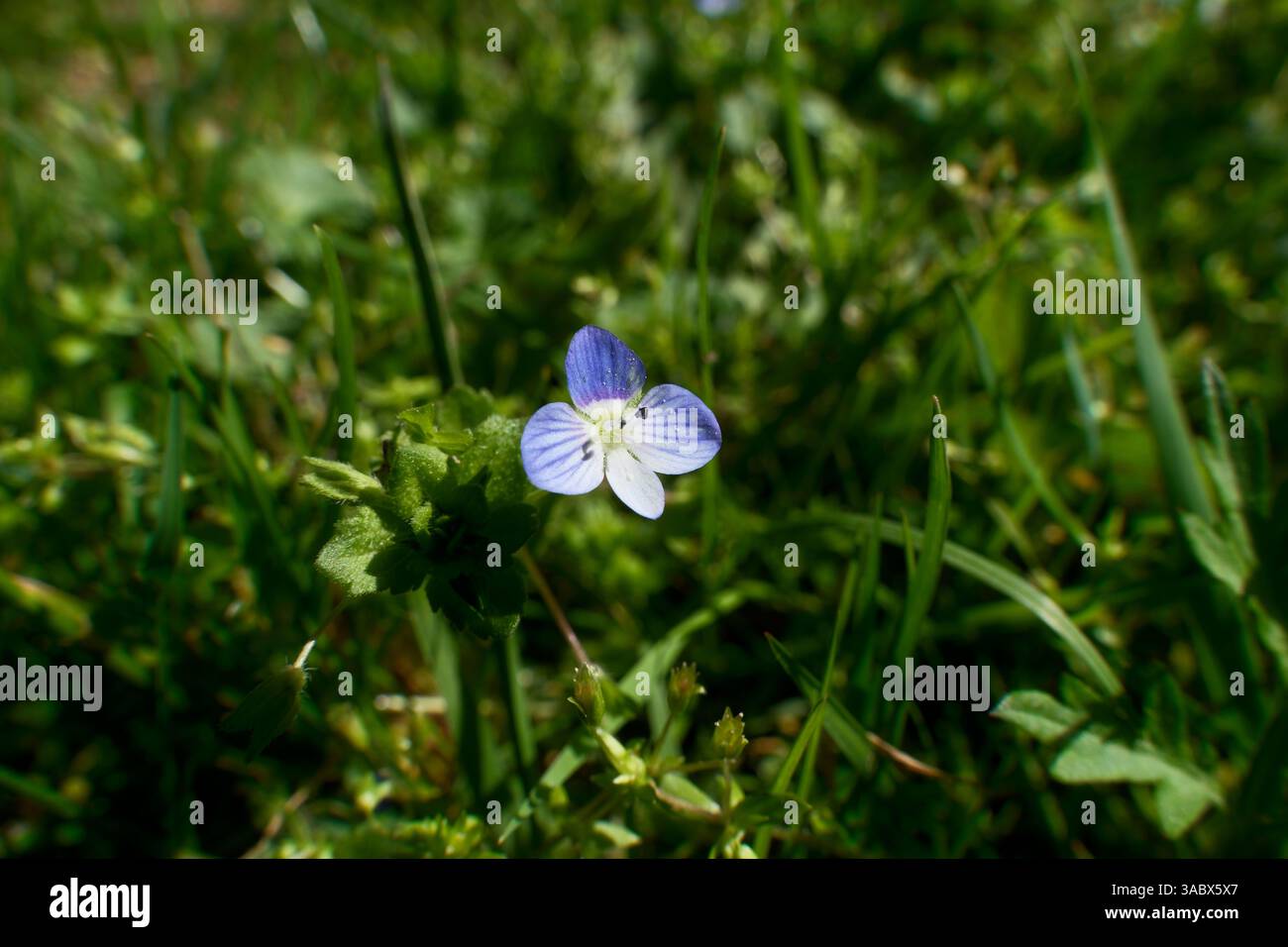 Veronica persica, common speedwell or veronica persica. Blue flower in ...