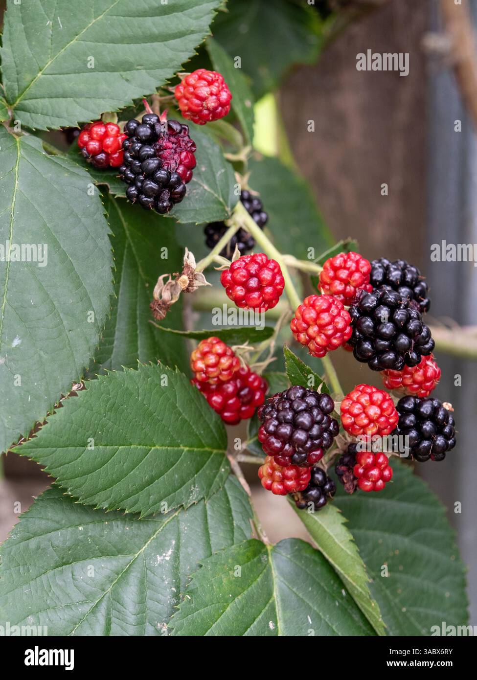 Blackberries ripening in the garden, red and dark purple black on the ...