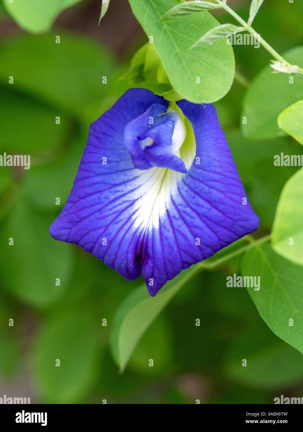 Blue Butterfly Pea flower (Clitoria ternatea) on the vine, green leaves ...