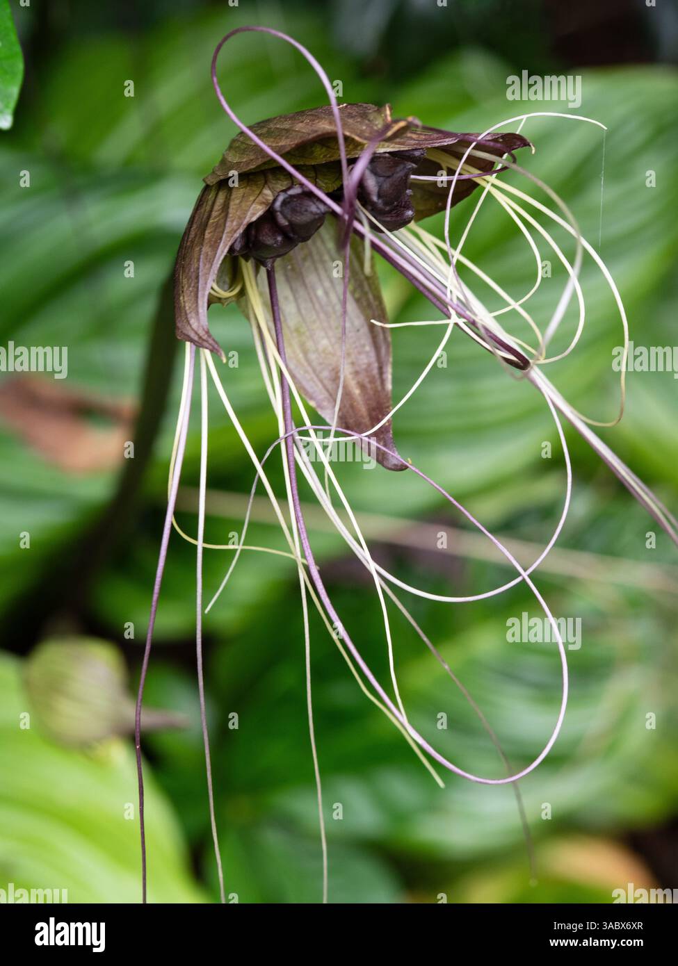 Black Bat flower plant or Tacca Chantrieri, with two bracts resembling ...