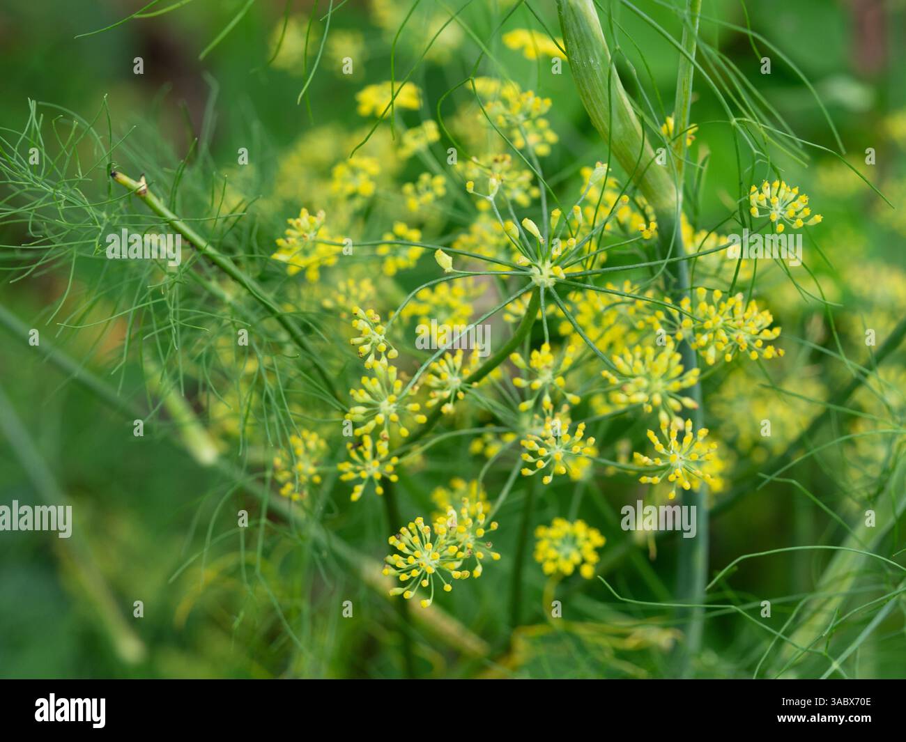 Yellow flowers of the Fennel plant, long stems and green fern-Ike ...