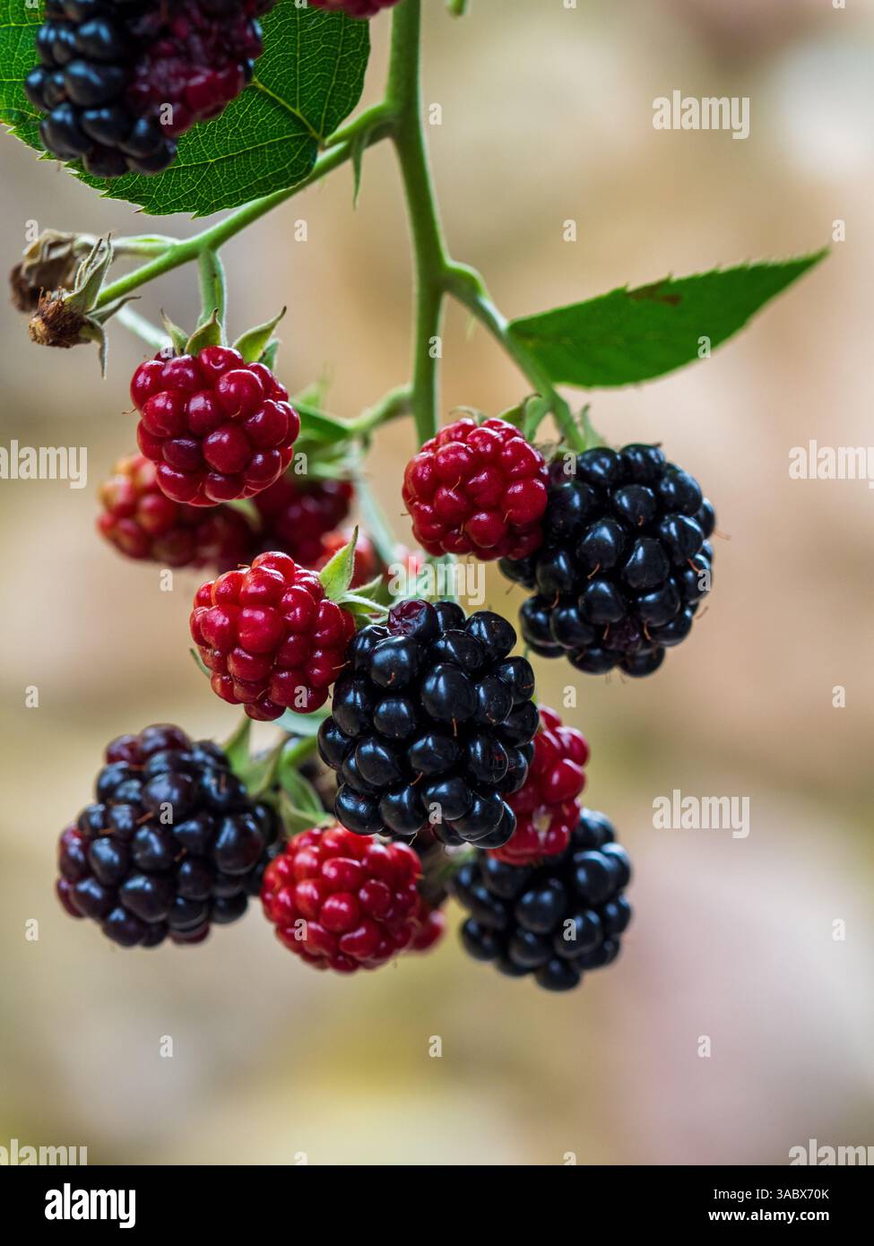 Blackberries ripening in the garden, red and dark purple black on the ...