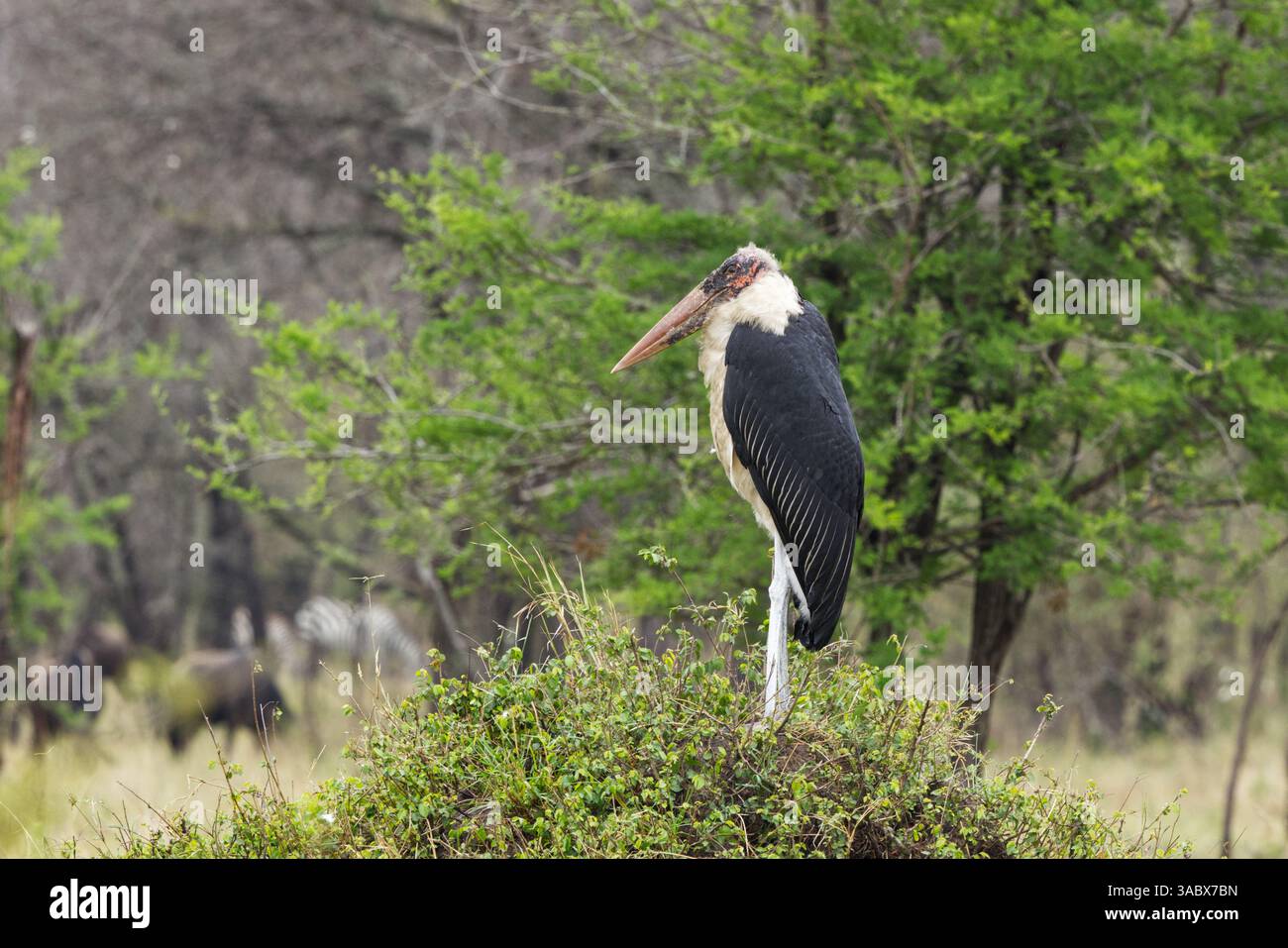 A Marabou Stork (Leptoptilos crumenifer) standing on top of a bush in ...