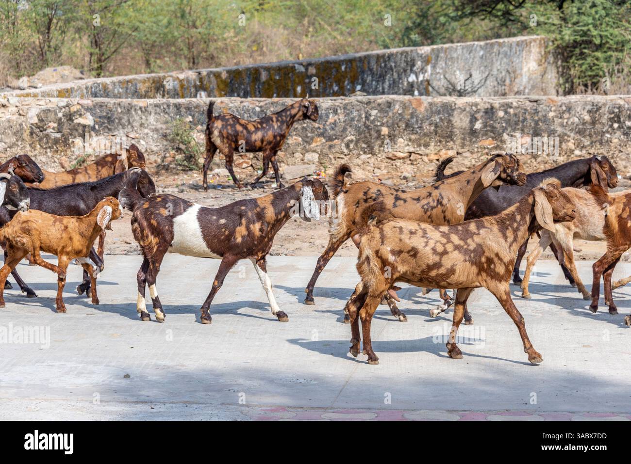 Goat Herd Traversing a Dusty Road in Pushkar, Rajasthan – A Rustic ...