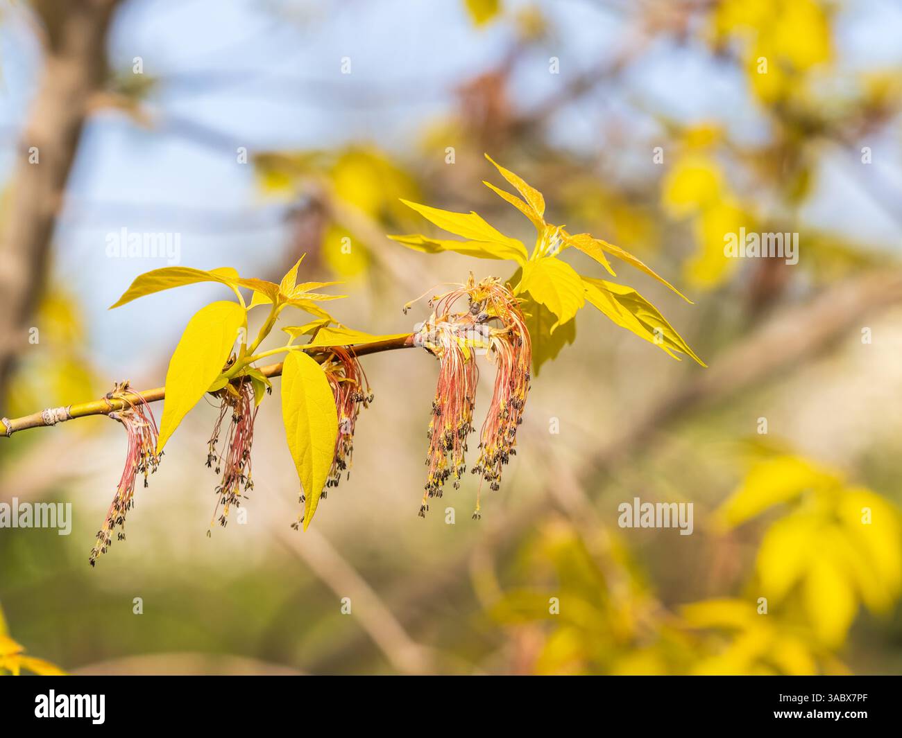 Acer negundo, Box elder, boxelder, ash-leaved and maple ash, Manitoba ...