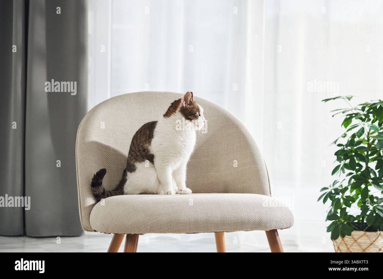 A tricolor cat lies stretched out on a light-colored modern armchair ...