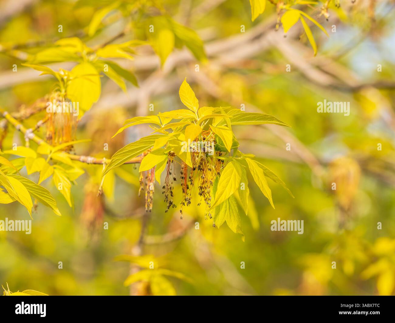 Acer negundo, Box elder, boxelder, ash-leaved and maple ash, Manitoba ...