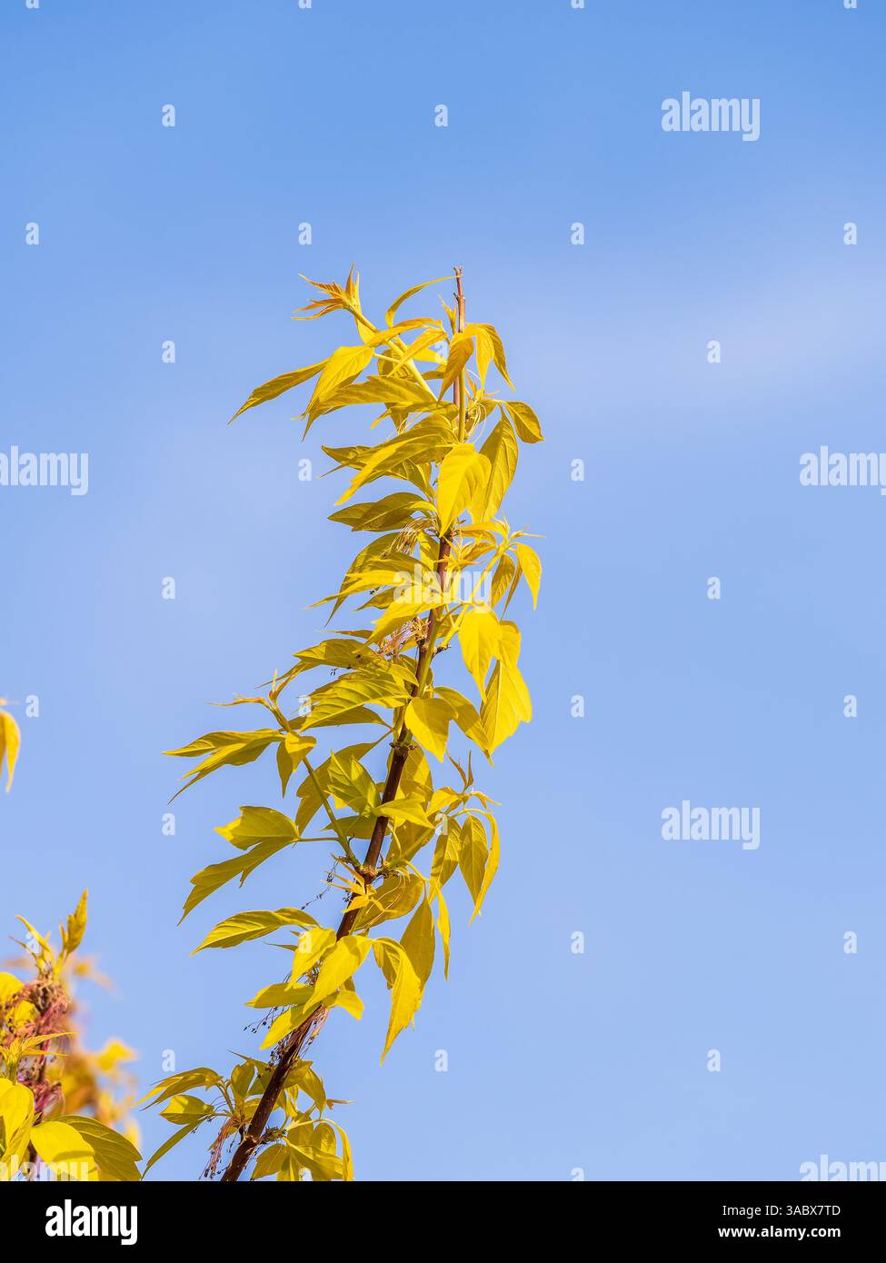 Acer negundo, Box elder, boxelder, ash-leaved and maple ash, Manitoba ...