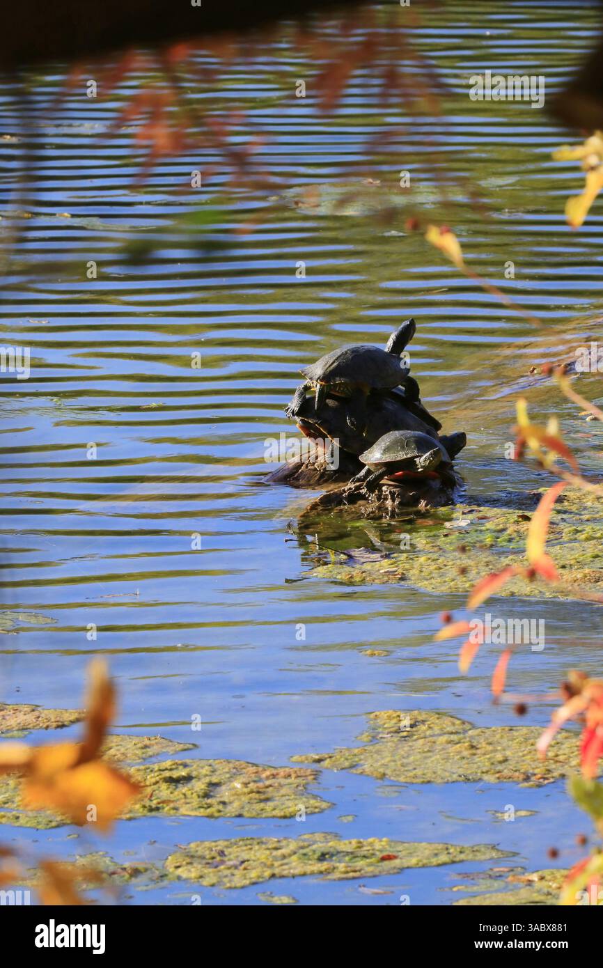 Turtles on a log in a Pond with blue water and Trees outdoor Stock ...