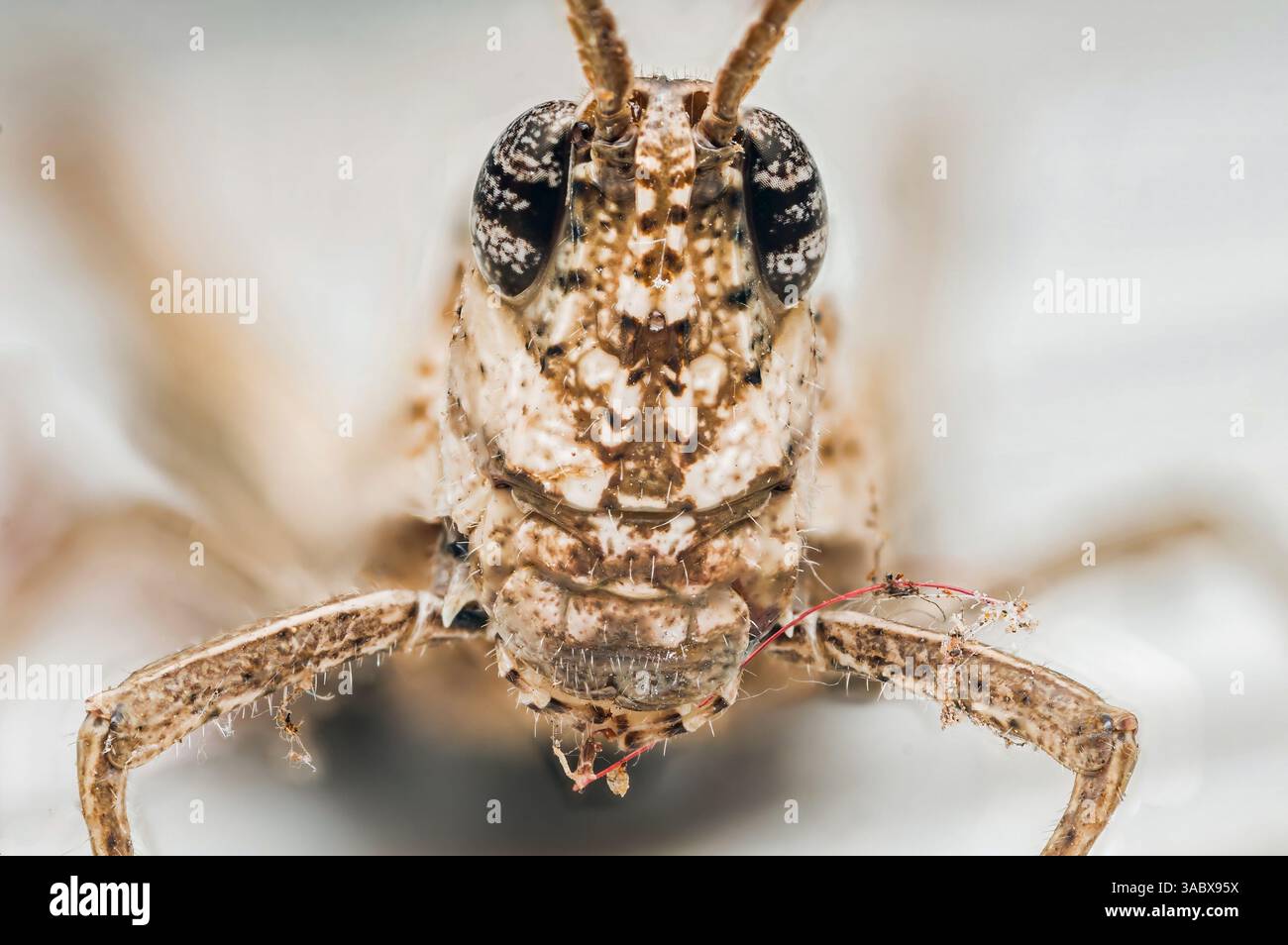 Extreme macro photograph revealing intricate details of a grasshopper's face, featuring large ...