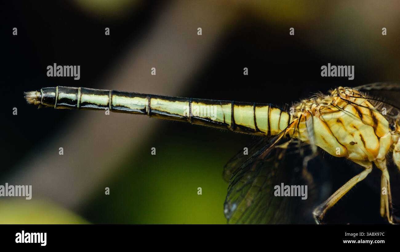 Extreme macro image showcasing the intricate details of a dragonfly's ...