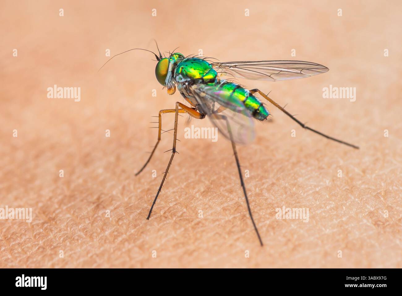 Metallic iridescent human body hi-res stock photography and images - Alamy