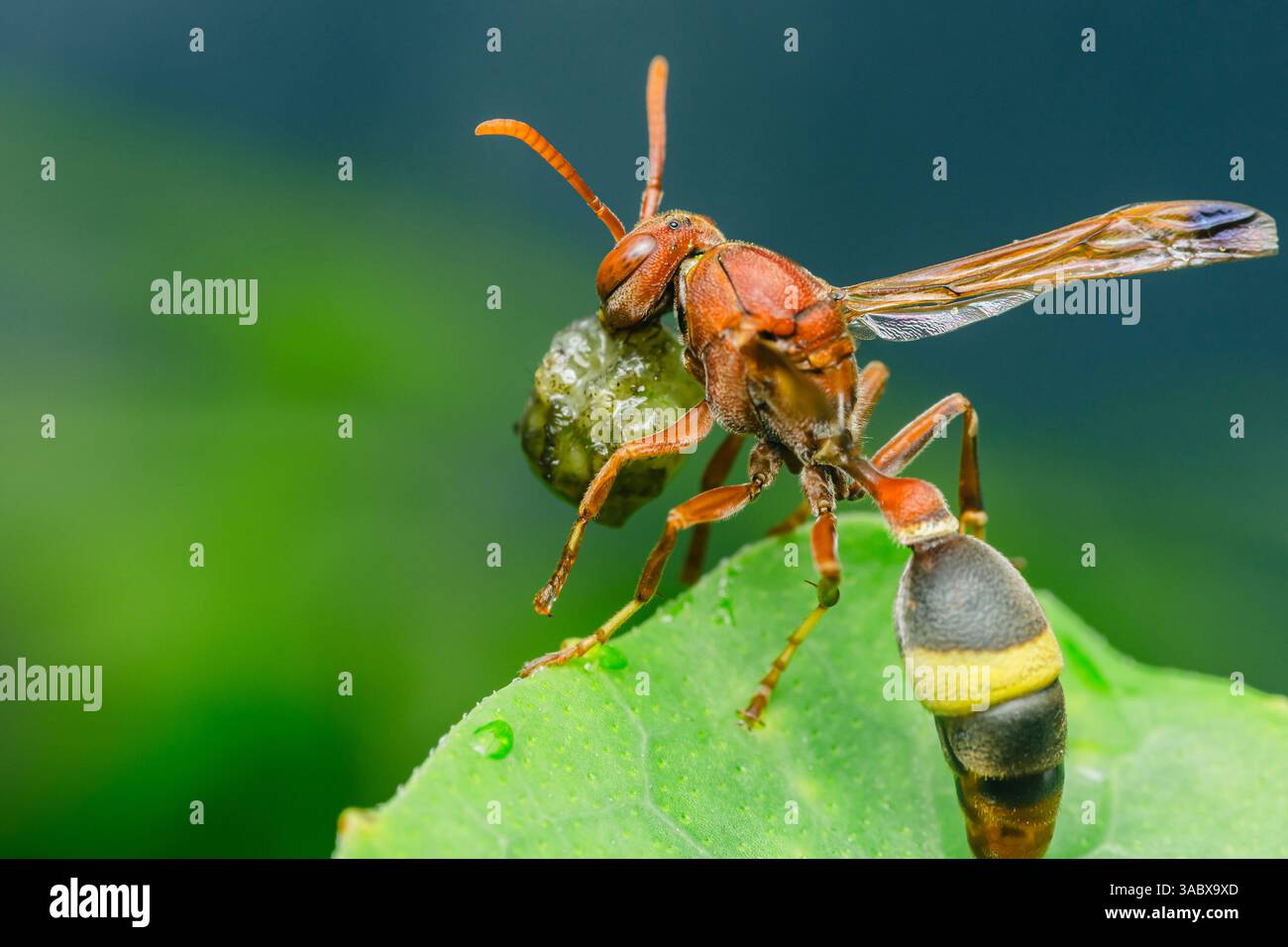 Red wasp carrying larva hi-res stock photography and images - Alamy