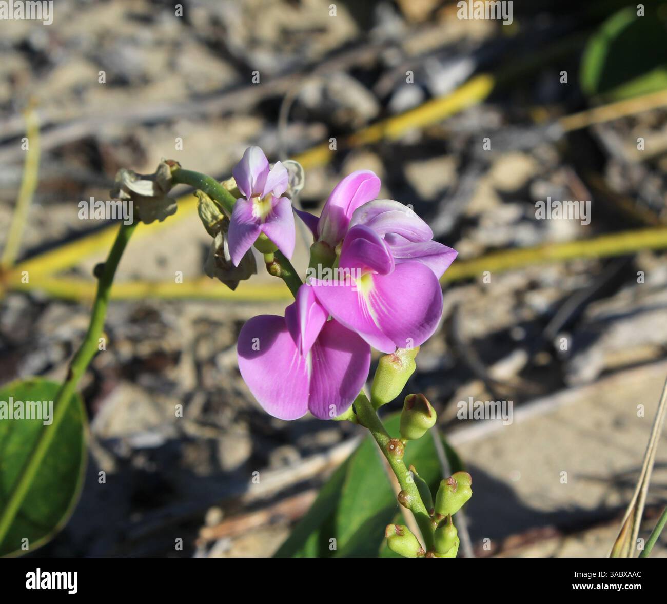 Purple pink flowers on a Coastal Jack Bean (Canavalia rosea) plant at a ...