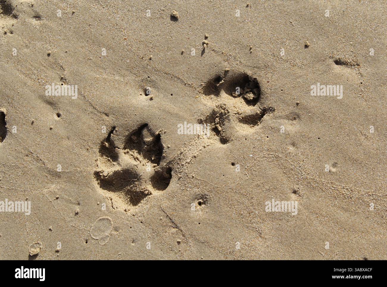 Dog paw prints in the sand at a beach Stock Photo - Alamy