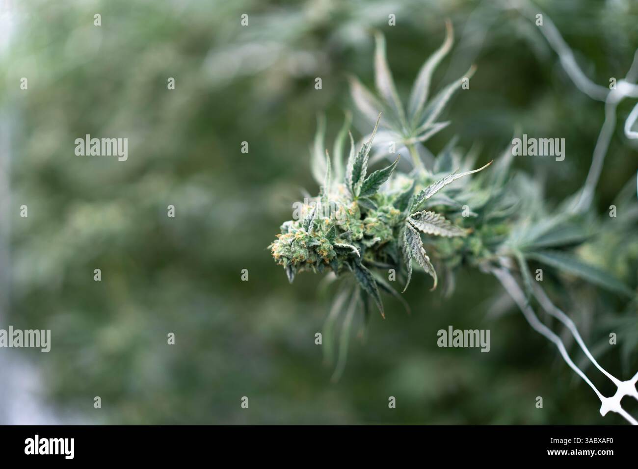 Close-up of lush, trimmed cannabis buds ready for harvest in a thriving ...