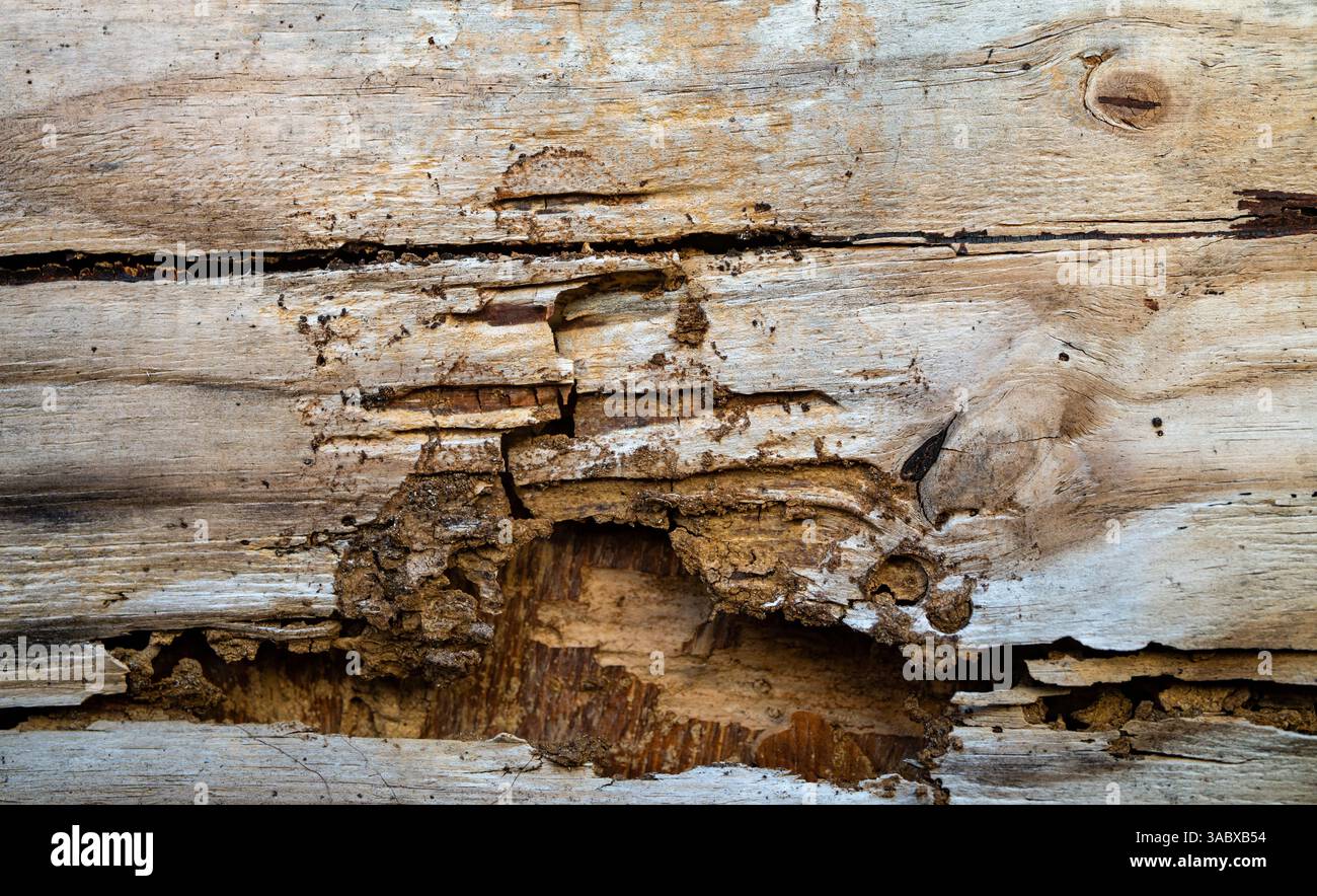 Wooden boards ruined by termite infestation. A termite problem in an ...